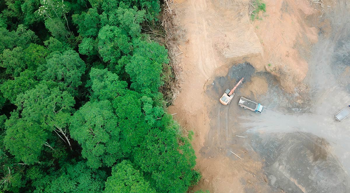 UK Proposes Law to Reduce Deforestation & Shield Rainforests